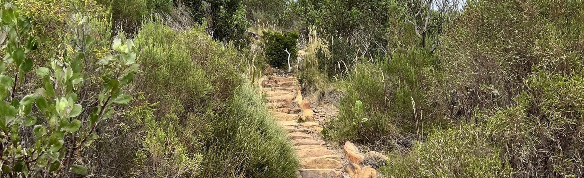 Constantia Nek - Tokai Forest via Constantiaberg: 345 foto's - West ...
