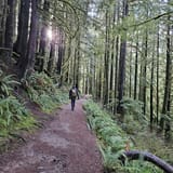 Boulder River Trail, Washington - 1,679 Reviews, Map | AllTrails