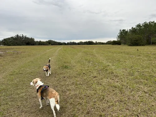 Best Hikes and Trails in Chito Branch Reserve | AllTrails