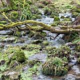 Chee Dale Gorge Circular, Derbyshire, England - 1,258 Reviews, Map ...
