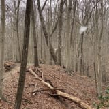 Bacon Ridge Trail: Phase 3, Maryland - 2,294 Reviews, Map | AllTrails