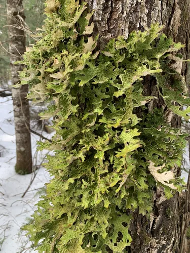 Best Hikes and Trails in Big Pokiok Nature Park | AllTrails