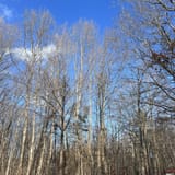 Huntsman Lake Loop, Virginia - 104 Reviews, Map | AllTrails