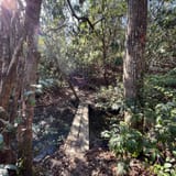 Daniel Ridge Loop, North Carolina - 1,793 Reviews, Map | AllTrails