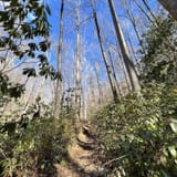 Daniel Ridge Loop, North Carolina - 1,793 Reviews, Map | AllTrails