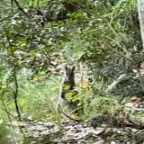 Bouldercombe Gorge Falls , Queensland, Australia - 48 Reviews, Map ...