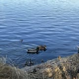 Foster Island Trail, Washington - 719 Reviews, Map | AllTrails