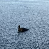 Foster Island Trail, Washington - 595 Reviews, Map | AllTrails