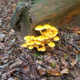 Terrace Trail to Aptos Ranch Trail, California - 592 Reviews, Map ...