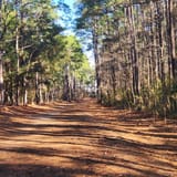 NMB Nature Trail, South Carolina - 381 Reviews, Map | AllTrails