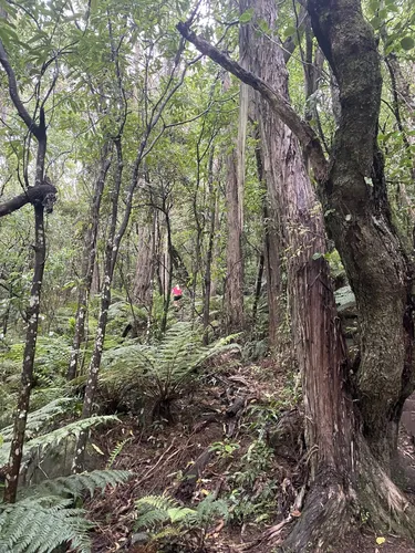 Best 10 Hiking Trails in Mount Cargill Scenic Reserve | AllTrails