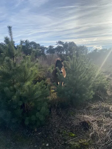 Best Hikes and Trails in Upton Heath Nature Reserve | AllTrails
