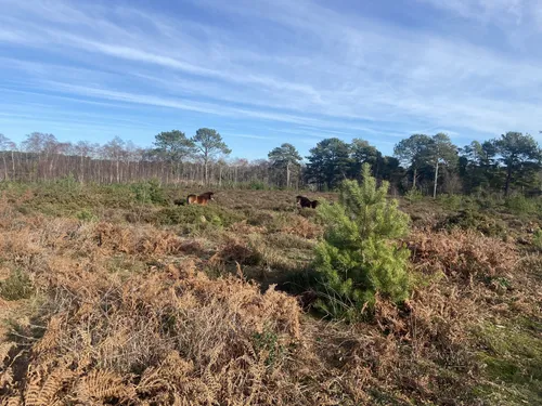 Best Hikes and Trails in Upton Heath Nature Reserve | AllTrails