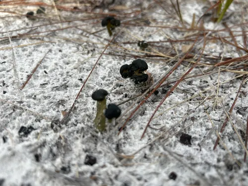 Best Hikes and Trails in Branan Field Wildlife and Environmental Area ...