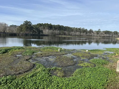 Best Hikes and Trails in Phinizy Swamp Nature Park | AllTrails