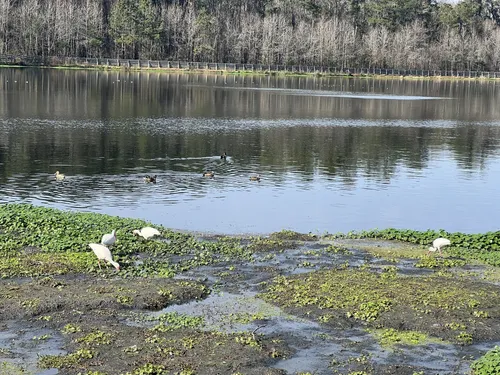 Best Hikes and Trails in Phinizy Swamp Nature Park | AllTrails