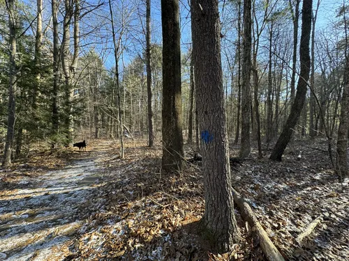 Best Hikes and Trails in Wolf Swamp Wildlife Management Area | AllTrails