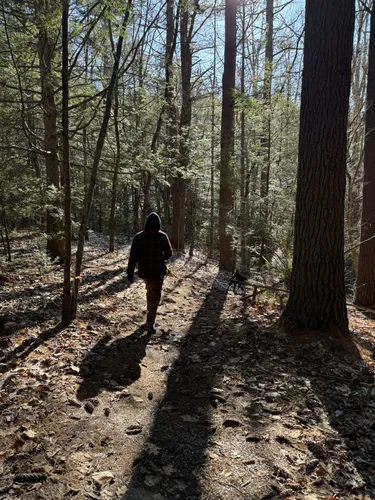 Best Hikes and Trails in Wolf Swamp Wildlife Management Area | AllTrails