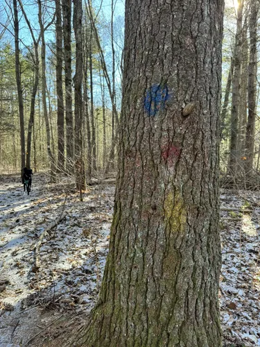 Best Hikes and Trails in Wolf Swamp Wildlife Management Area | AllTrails