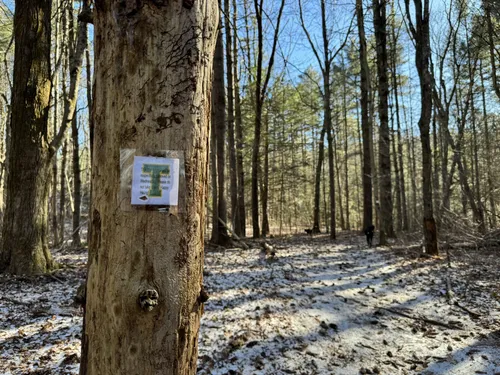 Best Hikes and Trails in Wolf Swamp Wildlife Management Area | AllTrails