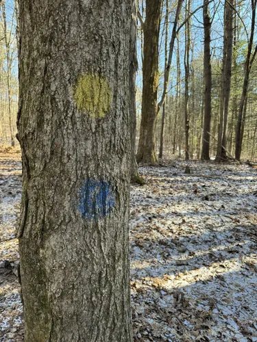 Best Hikes and Trails in Wolf Swamp Wildlife Management Area | AllTrails