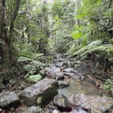 Angelito Trail, East Region, Puerto Rico - 616 Reviews, Map | AllTrails