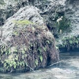 Gorman Falls Trail, Texas - 1,096 Reviews, Map | AllTrails