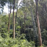 Makiki Valley Loop Trail, Oahu, Hawaii - 5,485 Reviews, Map | AllTrails