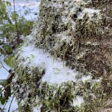 Croisan Creek Trail, Oregon - 226 Reviews, Map | AllTrails