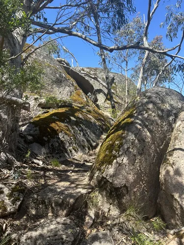 Best Forest Trails in Mount Cole State Forest | AllTrails