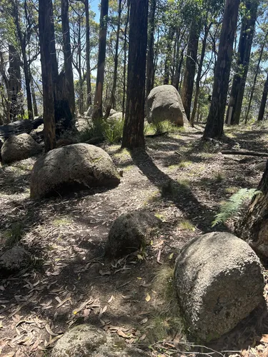 Best Forest Trails in Mount Cole State Forest | AllTrails