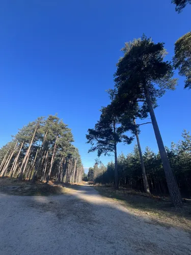 Best Hikes and Trails in Bracknell Forest | AllTrails