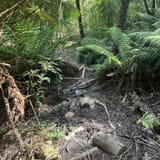 Mount Victoria Track, Victoria, Australia - 302 Reviews, Map | AllTrails