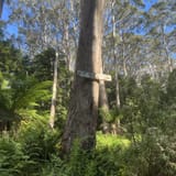 Mount Victoria Track, Victoria, Australia - 302 Reviews, Map | AllTrails