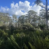 Mount Victoria Track, Victoria, Australia - 302 Reviews, Map | AllTrails