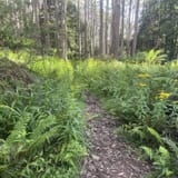 Mount Victoria Track, Victoria, Australia - 302 Reviews, Map | AllTrails