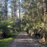 Mount Victoria Track, Victoria, Australia - 287 Reviews, Map | AllTrails