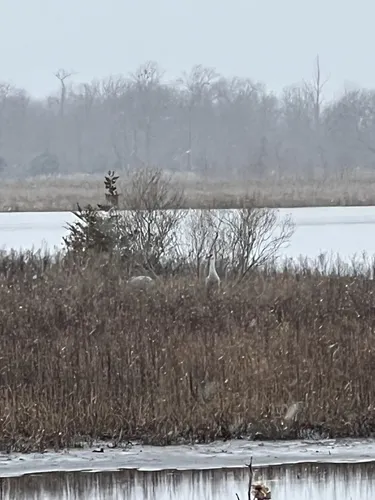 Best Views Trails in Bombay Hook National Wildlife Refuge | AllTrails