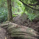 Cross Island Track and The Needle, Rarotonga, Cook Islands - 191 ...