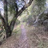 Morgan Trail, California - 536 Reviews, Map | AllTrails