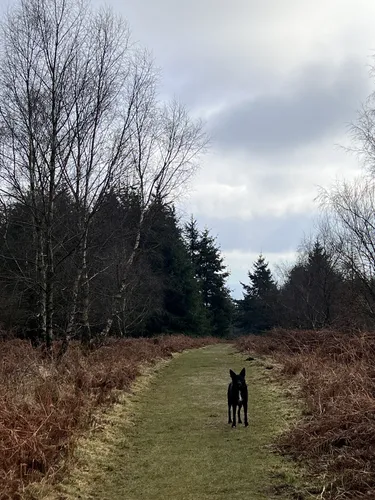 Best Hikes and Trails in Mortimer Forest | AllTrails