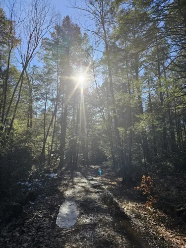 Best Hikes and Trails in Nipmuck State Forest | AllTrails