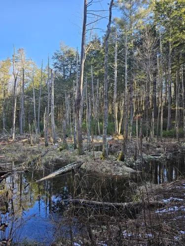Best Hikes and Trails in Nipmuck State Forest | AllTrails