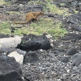 Ka'Awaloa - Captain Cook Monument Trail, Hawaii, Hawaii - 2,742 Reviews ...