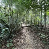 Bukit Dinding Climb Trail, Selangor, Malaysia - 581 Reviews, Map ...