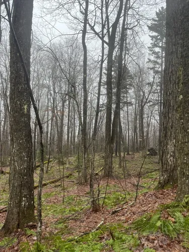 Best Hikes and Trails in Coolidge State Park | AllTrails