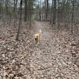 Cook Conservation Area Loop, Massachusetts - 933 Reviews, Map | AllTrails