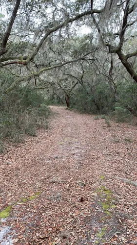 Best Hikes and Trails in Camp Blanding Wildlife Management Area | AllTrails