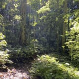 Mount Cordeaux Track, Queensland, Australia - 486 Reviews, Map | AllTrails