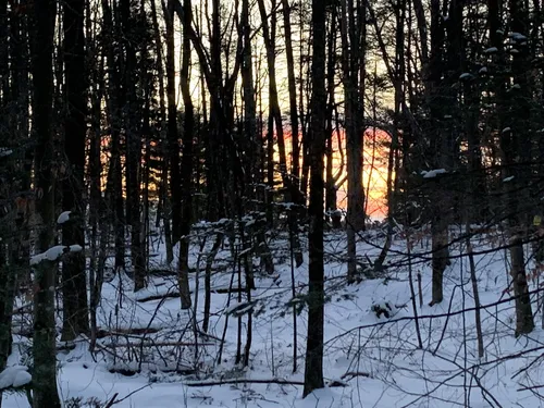 Best Hikes and Trails in Rines Forest | AllTrails